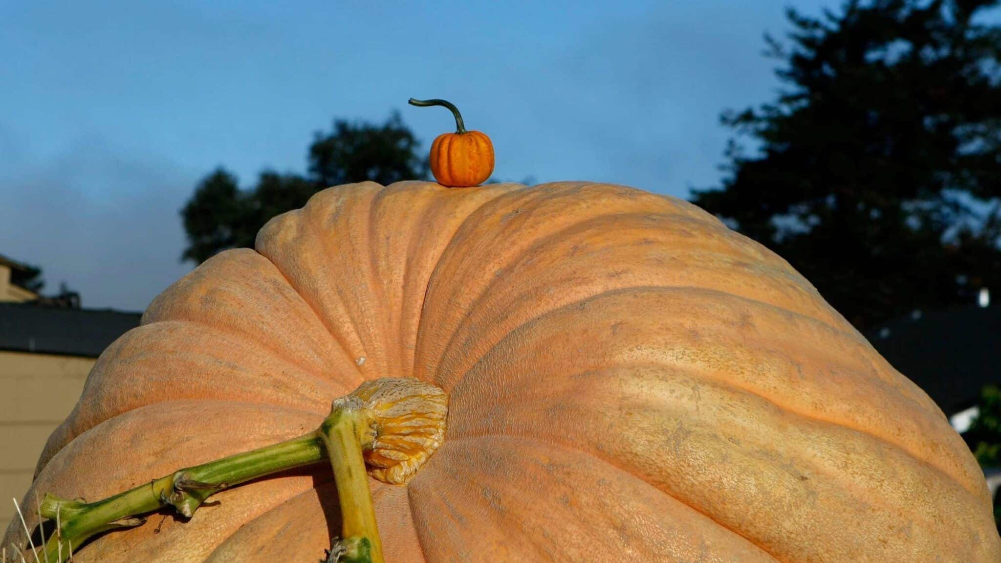 Cómo Cultivar Una Calabaza Gigante - OkNoticias - 2026