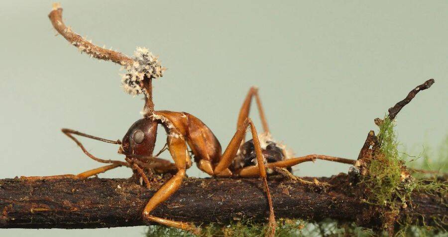 Cordyceps Sinensis, Un Hongo Parásito Que Hace Que Los Insectos Crezcan ...